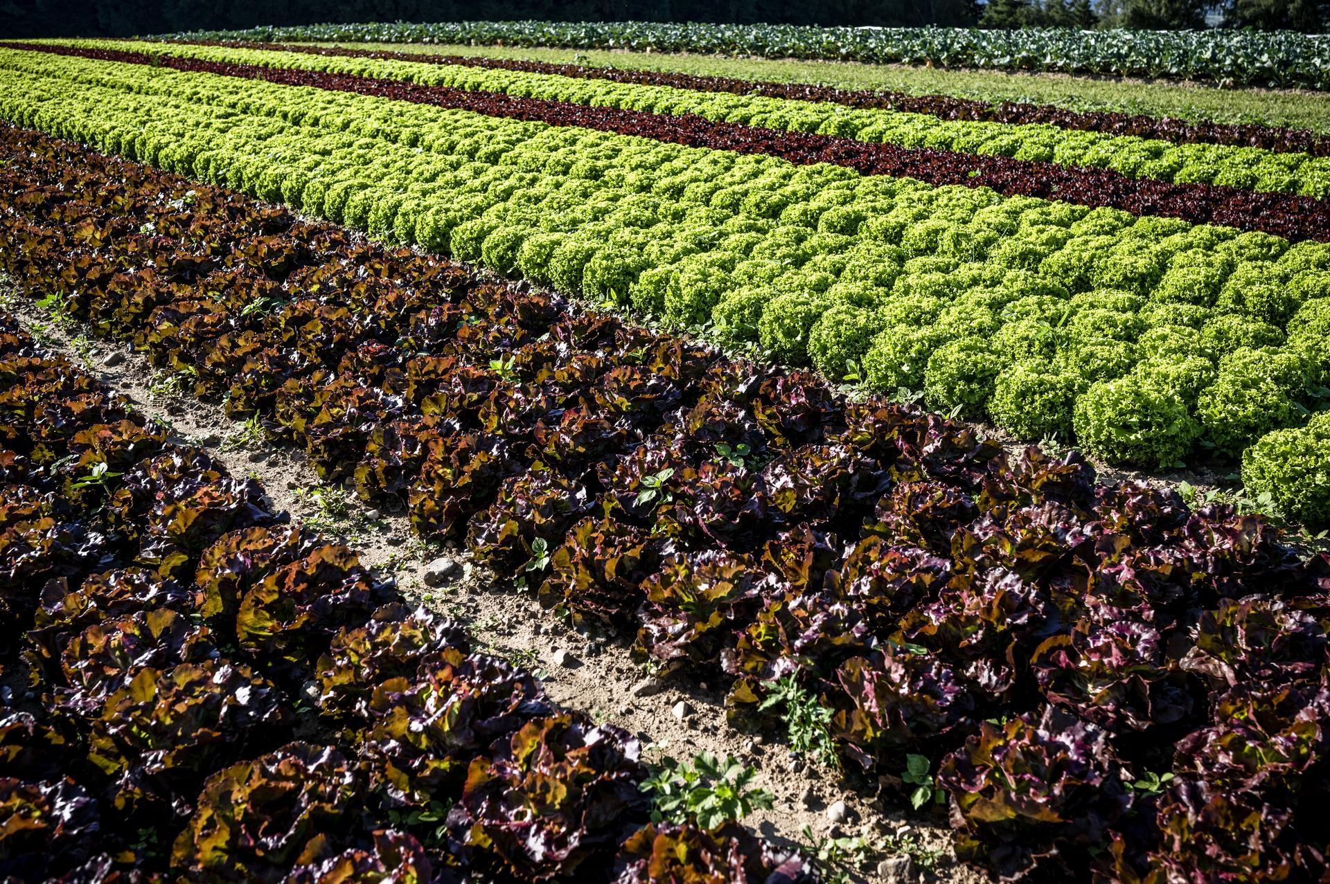 Food bio, Demeter presente per il quarto anno al Biofach di Norimberga ...